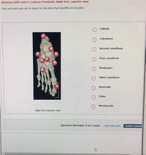 Solved Anatomy Drill Level 1 Cadaver Practicals Right