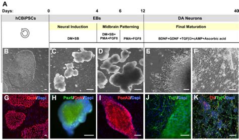 Sequential Induction Of HCBiPSCs Towards Dopaminergic Neurons A