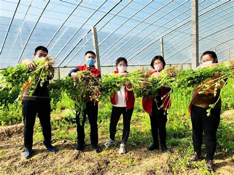 德州宁津县保店镇志愿者变身棚小工 采摘蔬菜来帮忙 山东宣传网