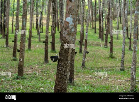 Rubber Tree Extraction At Mary Eklund Blog