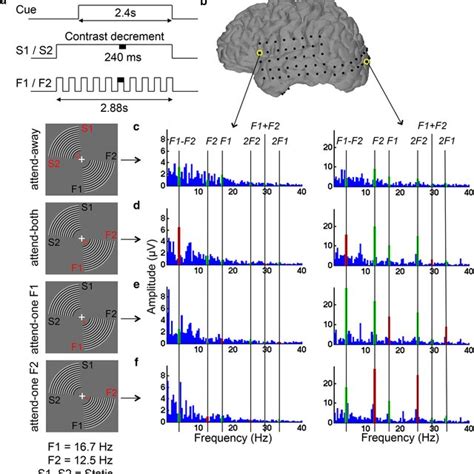 Attentional Modulation Of Ssveps In Participant 1 P1 To Stimuli Download Scientific Diagram