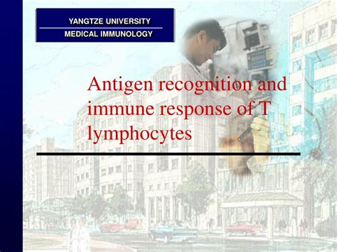 Ppt Antigen Recognition And Immune Response Of T Lymphocytes