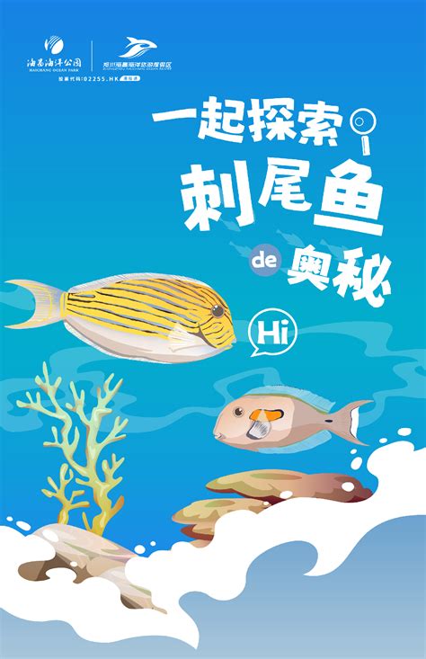 刺尾鱼 海昌探索学院 海昌海洋公园