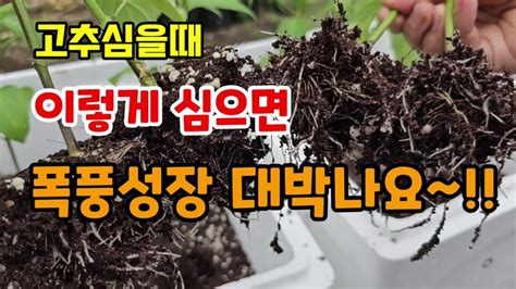 고추모종 이렇게 심으면 고추가 폭풍성장하고 다수확합니다 뿌리발근 실험결과 Youtube