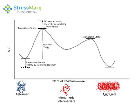 Transthyretin Ttr In Amyloid Diseases Stressmarq Transthyretin Ttr In Amyloid Diseases Stressmarq