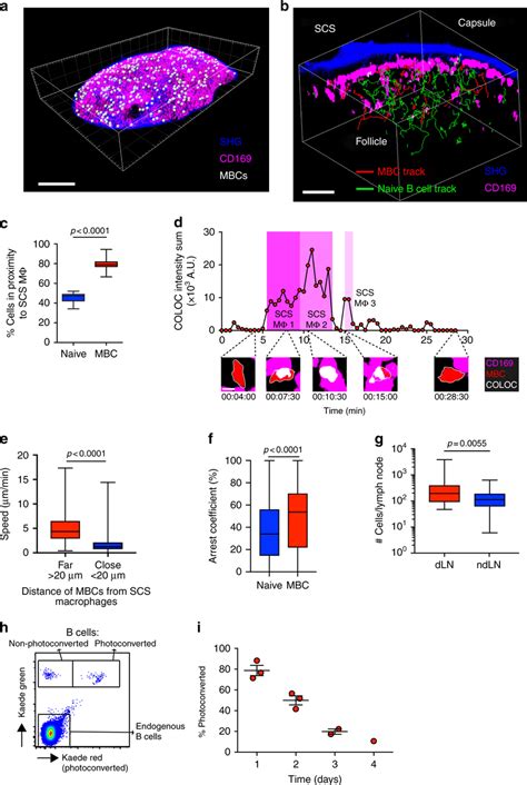 Mbcs Scan Scs Macrophages For Antigen A Tiled Maximum Intensity