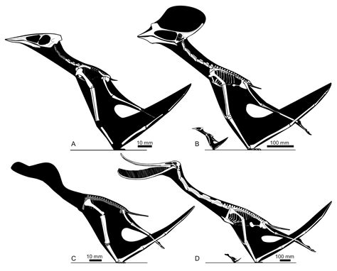 Sinopterus And Pterodaustro Juvenile And Adult Skeletal Reconstructions