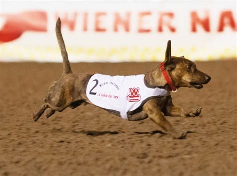 Its Beenie Vonweenie By A Long Nose In Wiener Nationals Sun