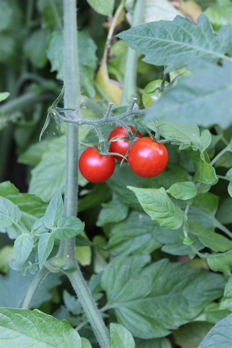 Romancing The Home Tiny Tomatoes
