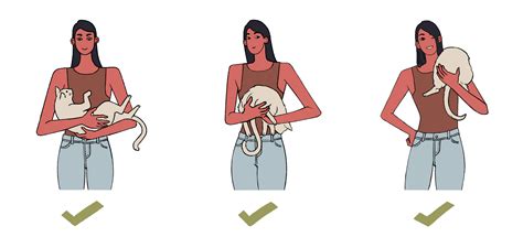 How To Carry Cats At Lonnie Bryant Blog
