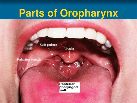 Anatomy Of Oropharynx