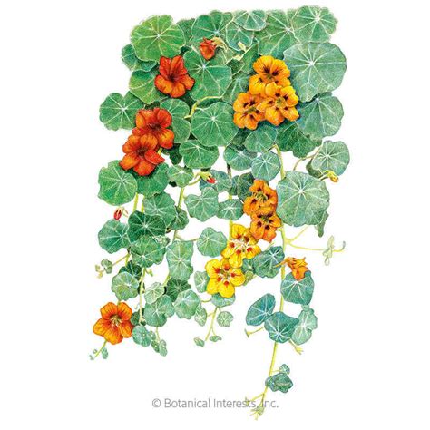 Single Blend Trailing Nasturtium Seeds Epic Gardening