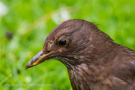 Free Images Nature Female Wildlife Portrait Beak Fauna Close Up