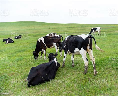 여름 목가적인 목초지에 방목하는 소들 0명에 대한 스톡 사진 및 기타 이미지 0명 가축떼 걷기 Istock