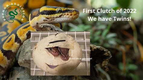 Ball Python Egg Cutting 001 05 30 2022 Youtube