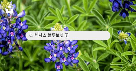 텍사스 블루보닛 플라워스 사진 Unsplash에서 무료 이미지 다운로드