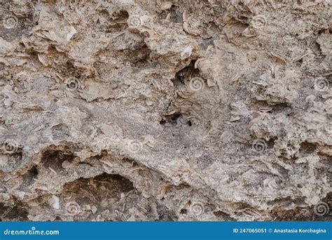 Texture Of Sedimentary Limestone Rock With Shells Stock Image Image