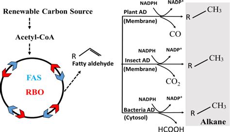 Metabolic Strategies For Alkane Production There Are Three Distinct Ad