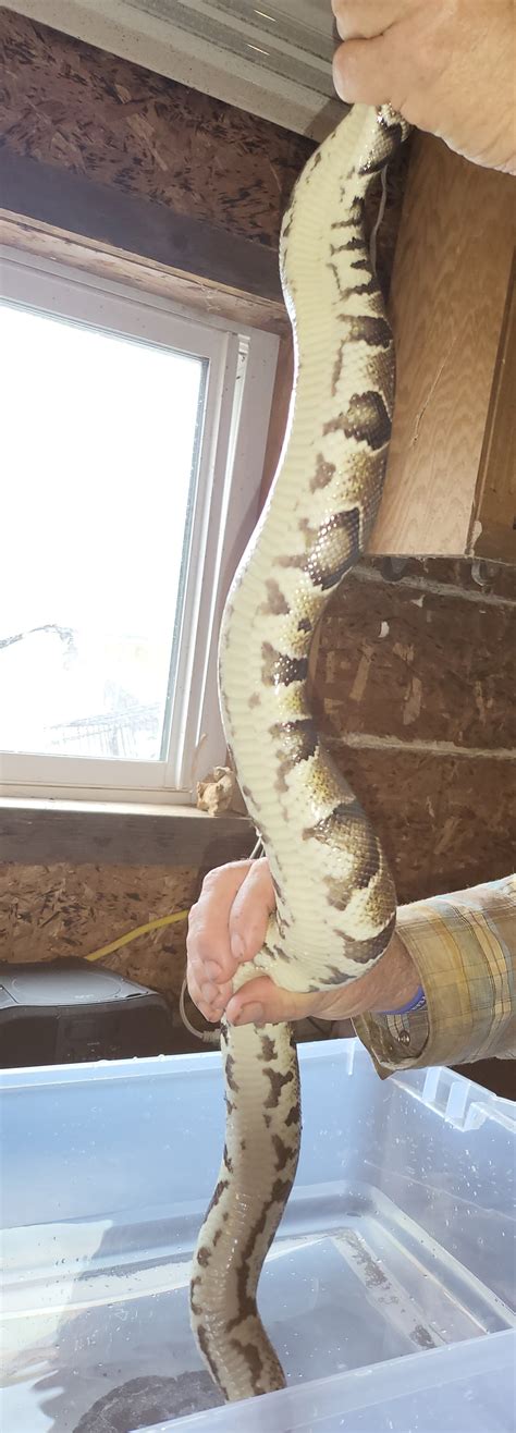 Help With Identifying Morph Ball Pythons MorphMarket Reptile Community