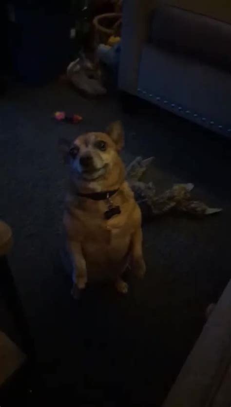 This Is Riley Shes Shaped Like A Bladder She Tries To Stand Up Then Keels Over Album On Imgur