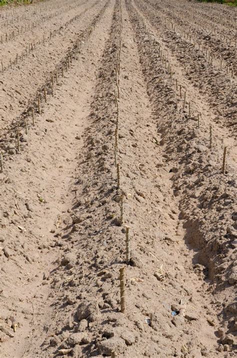 Cassava Plantation After Begin Cultivation Season Stock Image Image