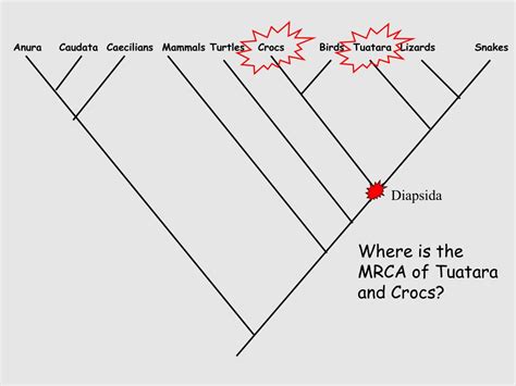 Ppt Phylogenies And Classifying Species Aka Cladistics And Taxonomy Powerpoint Presentation Id
