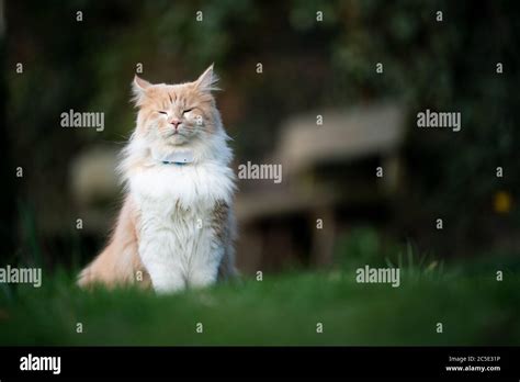 Beige White Maine Coon Cat Sitting Outdoors On Lawn Wearing Gps Tracker