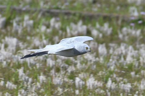 ハイイロチュウヒ 2019 03 16 日本の野鳥識別図鑑