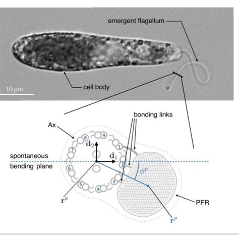 A A Specimen Of Freely Swimming Euglena Gracilis And B A Sketch Of