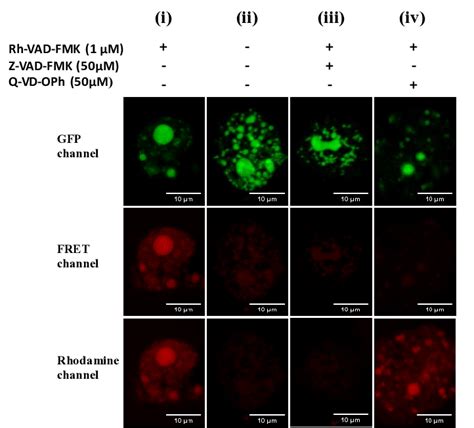 Confocal Fluorescence Imaging Of Living Mcf7 Cells Treated