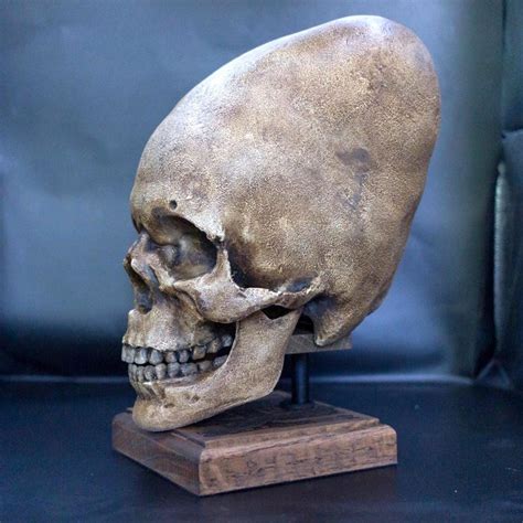 Elongated Human Skull Replica Mesoamerican Skull Cranial Deformation Skull Bones Museum