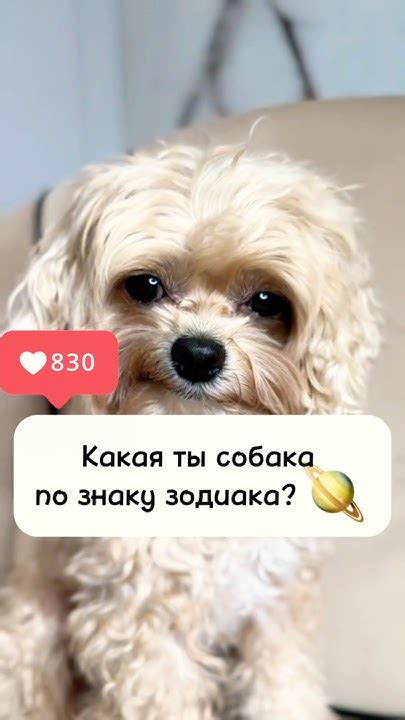 Какая ты собака по Знаку Зодиака🐶🔥 Всех с выходными знакизодиака