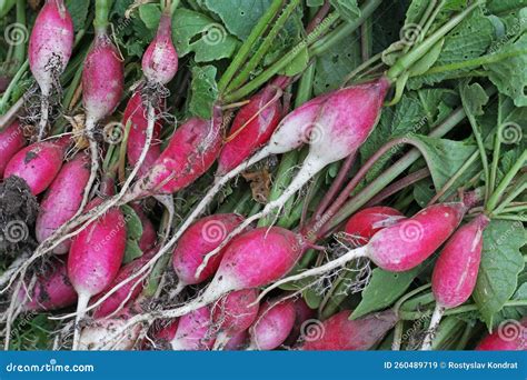 Radish Root Garden Plant Food Stock Image Image Of Agriculture
