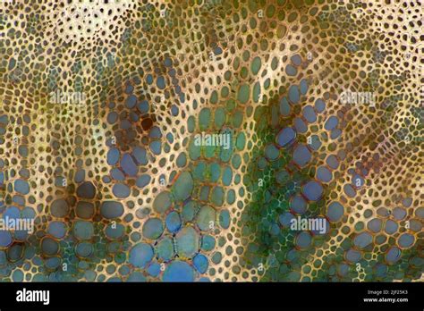Polarised Light Micrograph Of A Transverse Cross Section Of The Stalk Of A Tansy Tanacetum