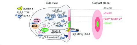 Model Of Regulation Of Immunological Synapse Is Maturation By