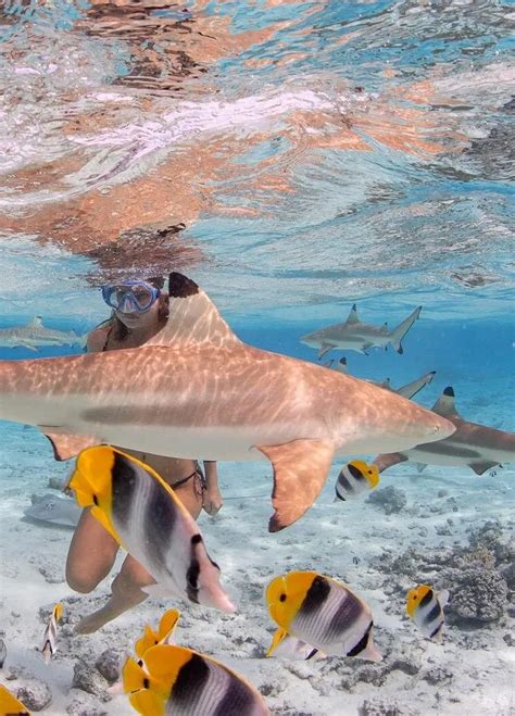 Private Aquatic Photoshoot Bora Bora With Lunch On A Motu