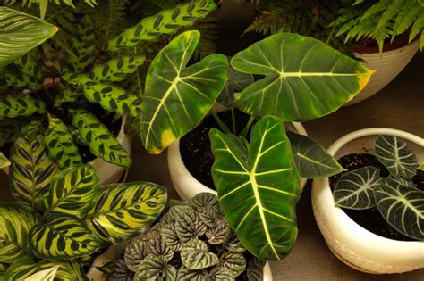 Philodendron Hope How To Grow And Care The Home Atlas