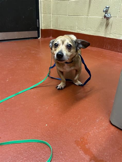 Adopt Snapdragon Today Find Paw Pal