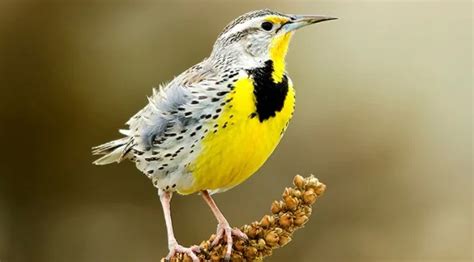 Oregon State Bird Description Pictures And Fun Facts