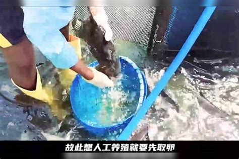 最爱吃鱼的两广人，为什么搞不定泛滥成灾的罗非鱼？看完你就明白了罗非鱼