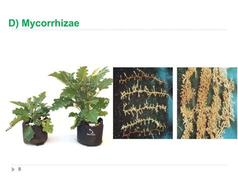 Chapter 5 Application Of Microbes In Agro Biotechnology Pptx