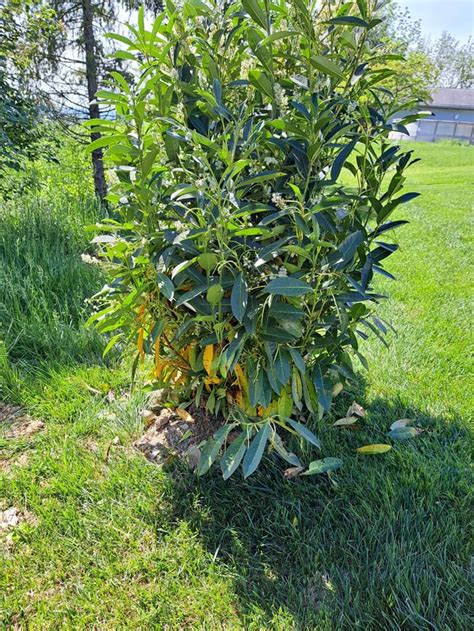 Skip Cherry Laurel R Landscaping
