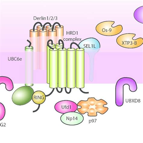 Pdf Protein Quality Control In The Endoplasmic Reticulum