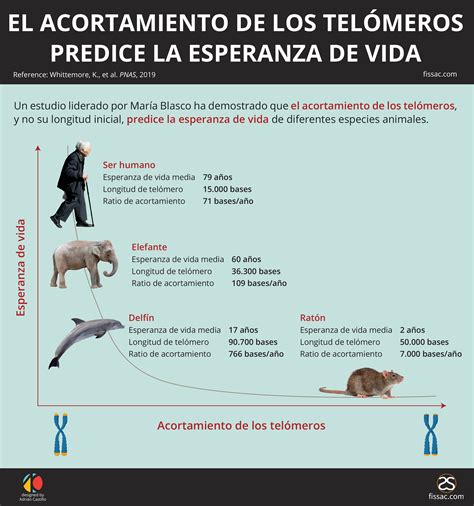 El Acortamiento De Los Telómeros Predice La Esperanza De Vida Fissac