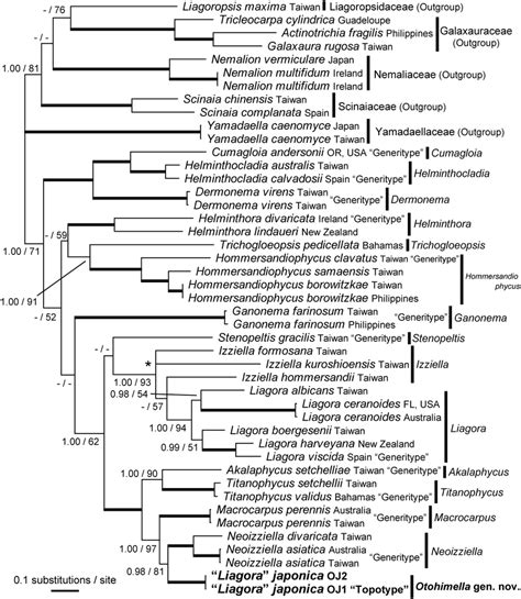 bayesian tree based on combined psaa and rbcl gene sequences numbers