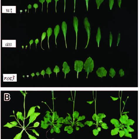 A The Morphology Of Leaves Of The Wt The An Mutant And The Rot3