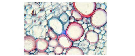 Difference Between Mitochondria And Chloroplast With Comparison Chart And Similarities Bio