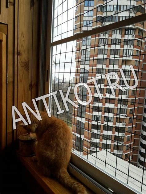 Выгул на окно для кошек балкон в Москве