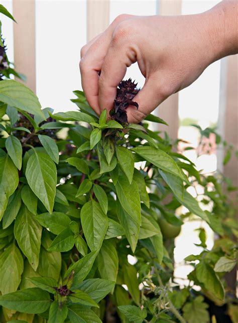17 Companion Plants Okra Poppioluwafemi