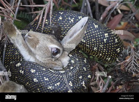 Diamond Python Morelia Spilota Spilota Crushing A Rabbit Stock Photo